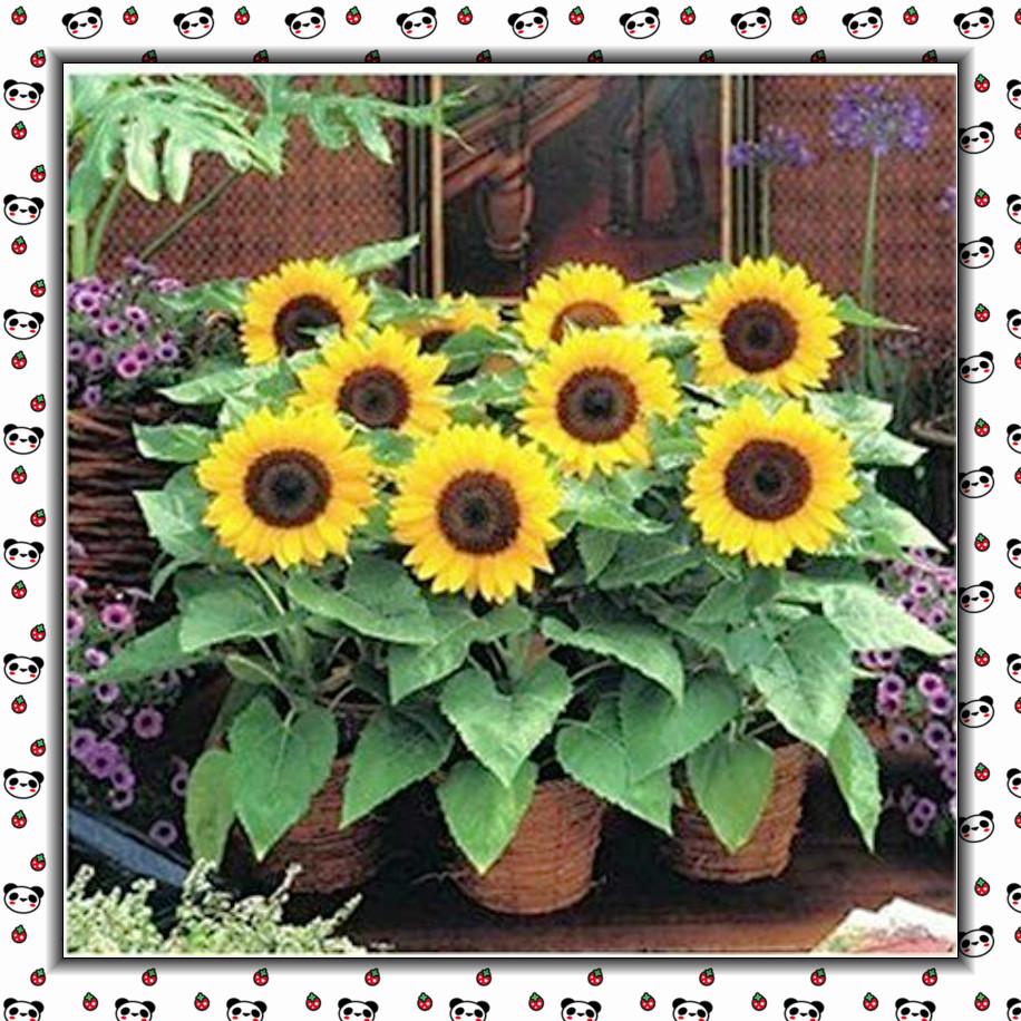 10pcs Benih Bunga Matahari Kerdil - Dwarf Sunflower Seed - Ready Stock ...