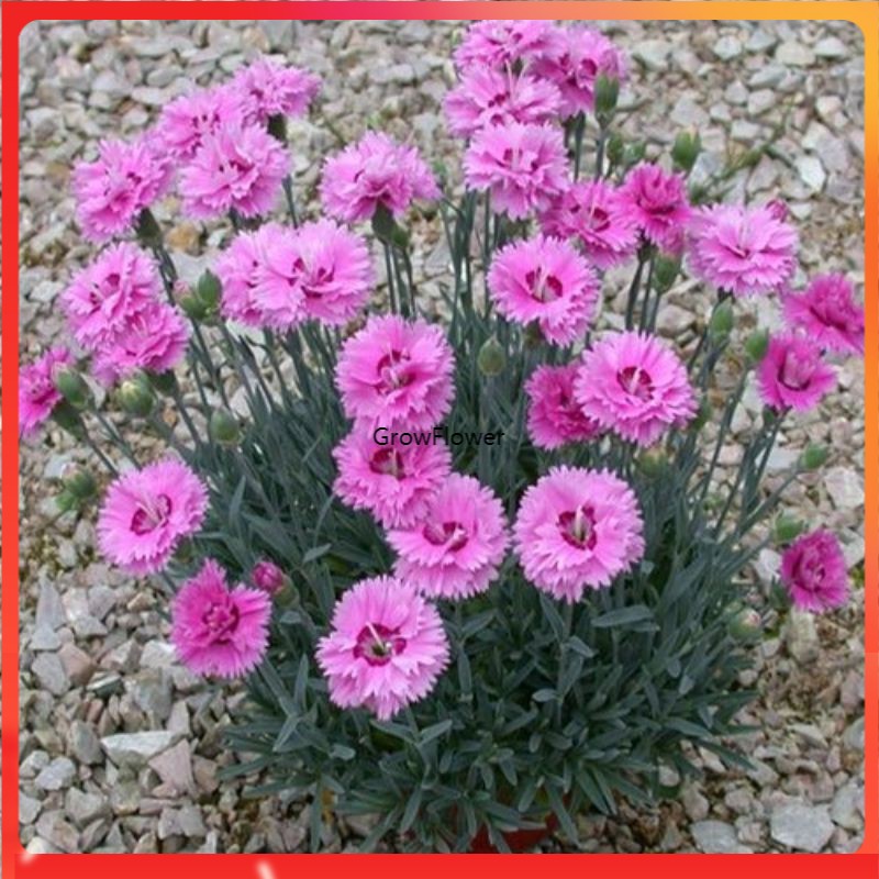 Dianthus Double Pink Seeds Flowers 10 Pcs | Shopee Philippines