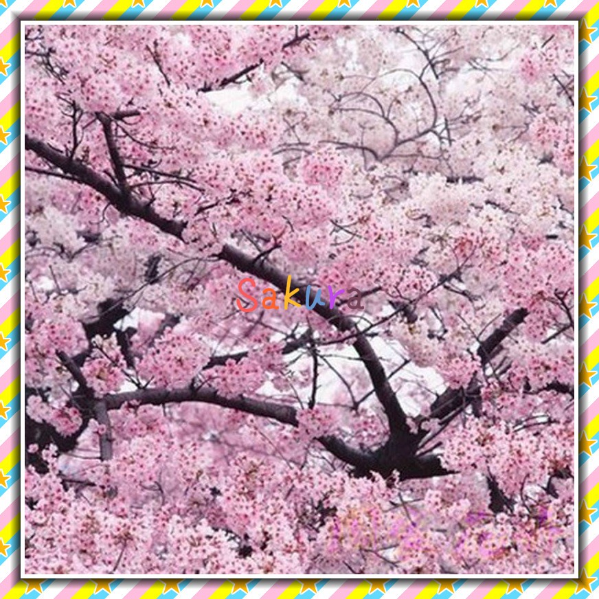 10 * Beautiful Japanese Red Sakura Flower seeds Cherry Blossoms Tree ...