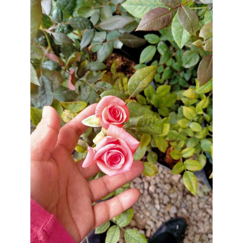Rose Rose Collection | Shopee Philippines