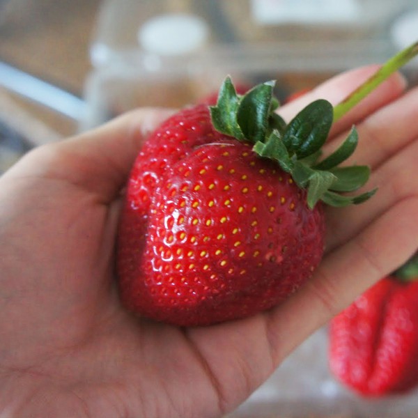 Giant Strawberry Seeds - King Berry Strawberry Seeds Heirloom Fruit ...