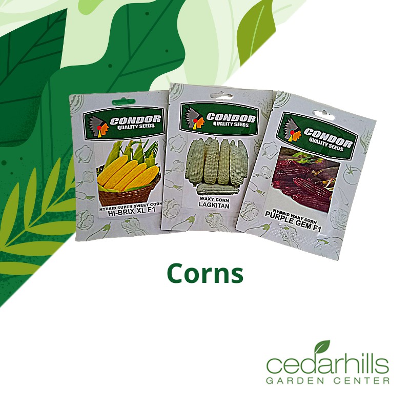 CONDOR SEEDS by CEDARHILLS - Corn Seeds (Sweet Corn, Waxy Corn, Purple ...