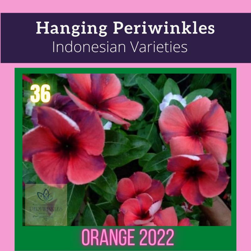 Indonesian Vinca/Periwinkle Orange 2022 (10 seeds) | Shopee Philippines