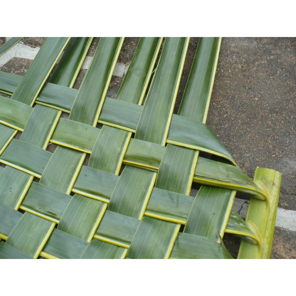 Fresh or Dry Coconut Leaves for Decoration or Basket Making (1kg / 2kg ...