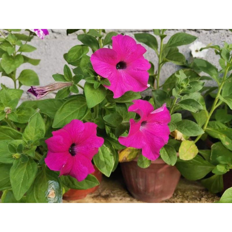 Petunia Pink Varieties (30+ seeds / 5+ varieties ) | Shopee Philippines