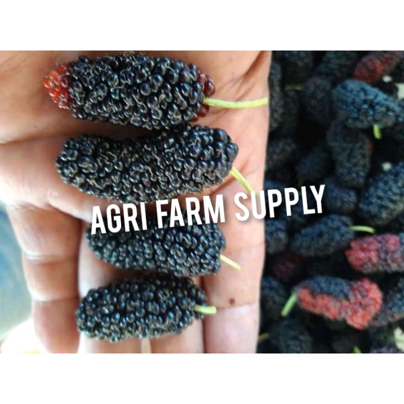 Mulberry cuttings/hybrid australian variety/big fruits | Shopee Philippines
