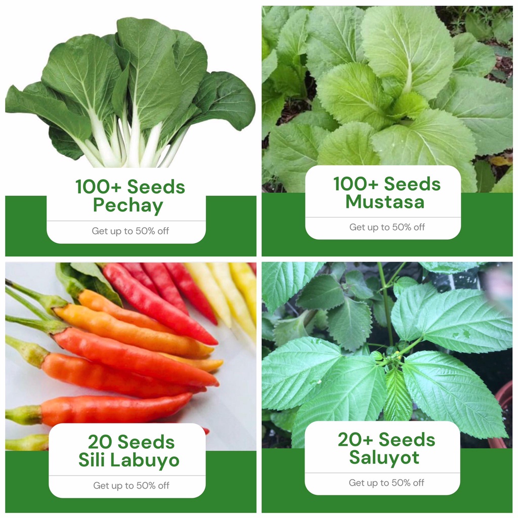 All in 4 in 1 Pack Seeds (100 Pechay, 100 Mustasa, 20 Sili, 20 Saluyot ...