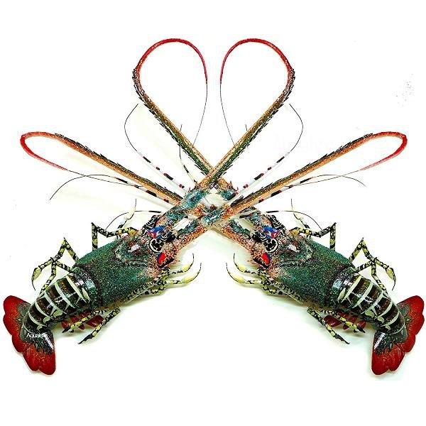 Bamboo Lobster (Bamboo Lobster) | Shopee Philippines