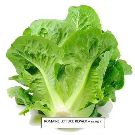 HYBRID LETTUCE FOR HYDROPONICS FANFARE ICEBERG ROMAINE LOLO ROSA RED ...