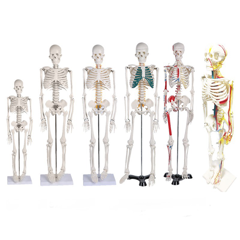 45CM 85cm Human Skeleton Model Anatomical Anatomy human Flexible ...