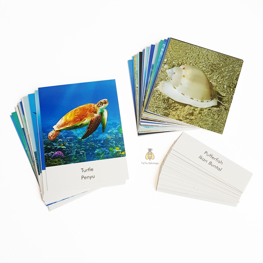 Flash cards – Ocean Animals - 3 Part cards ONLY | Tata Edutoys | Shopee ...