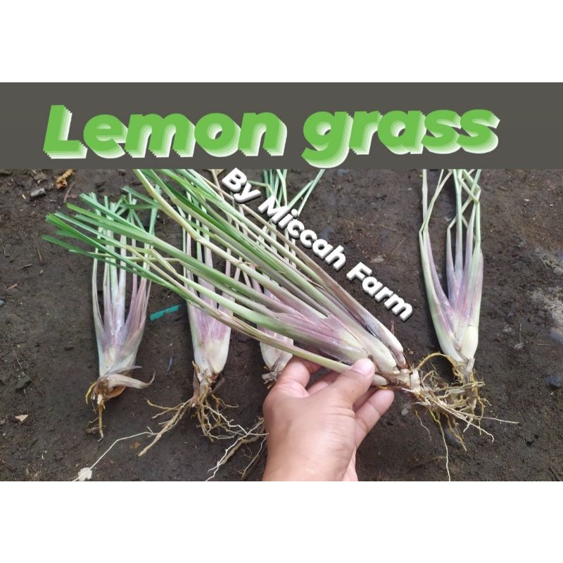 Lemon grass for planting 5 to 10pcs |Tanglad |seed bulbs lemongrass ...