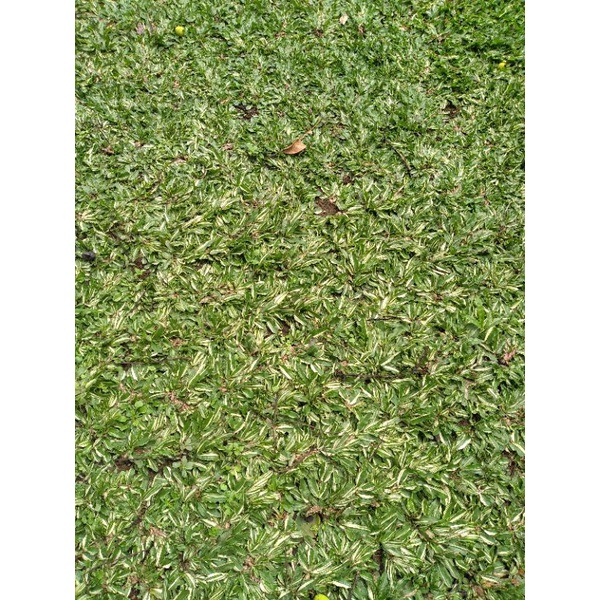 frog grass, lawn cover, lawn grass,grass | Shopee Philippines