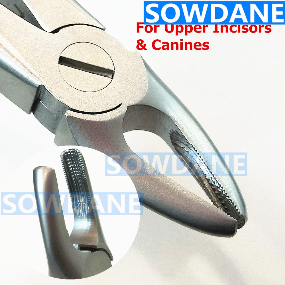 Dental Adult Tooth Extraction Forceps Pliers For Front Tooth Stainless ...