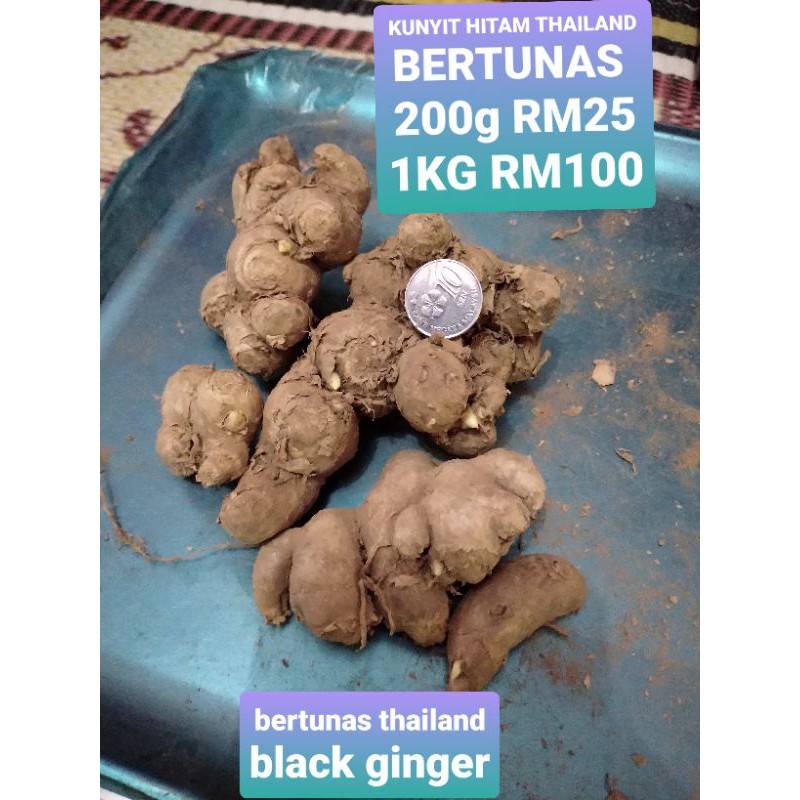 HITAM 1kg rizum Turmeric black (black ginger) Sprout | Shopee Philippines