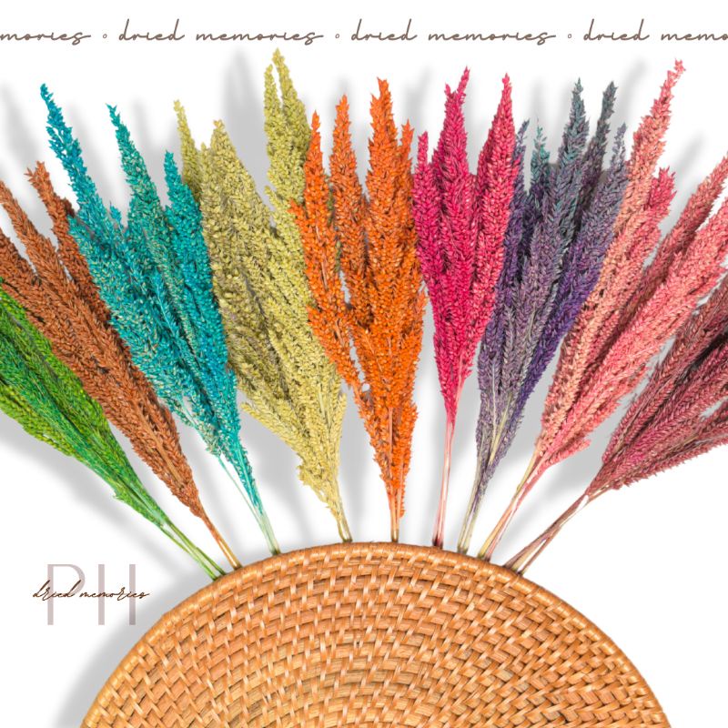 Dried Small Trigo (5 stems) Preserved Hare Flower Gift Wedding Party ...