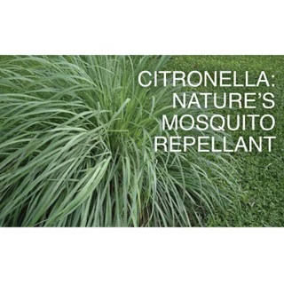 Shop citronella plant for Sale on Shopee Philippines