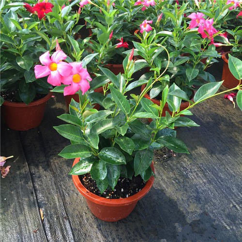30 seeds/pack Bonsai ornamental flower seed Mandevilla laxa flower ...