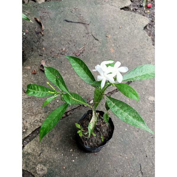 Pandakaki/Crape Jasmine/Tabernaemontana Orientalis/ White Flower ...