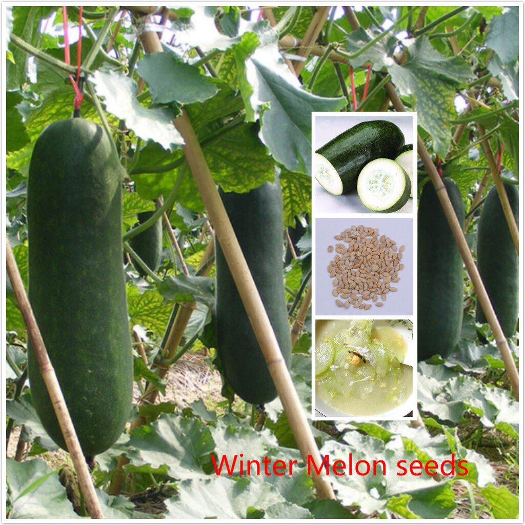 Philippines Ready Stock 30 pcs Seeds/bag Winter Melon Seeds Healthy ...