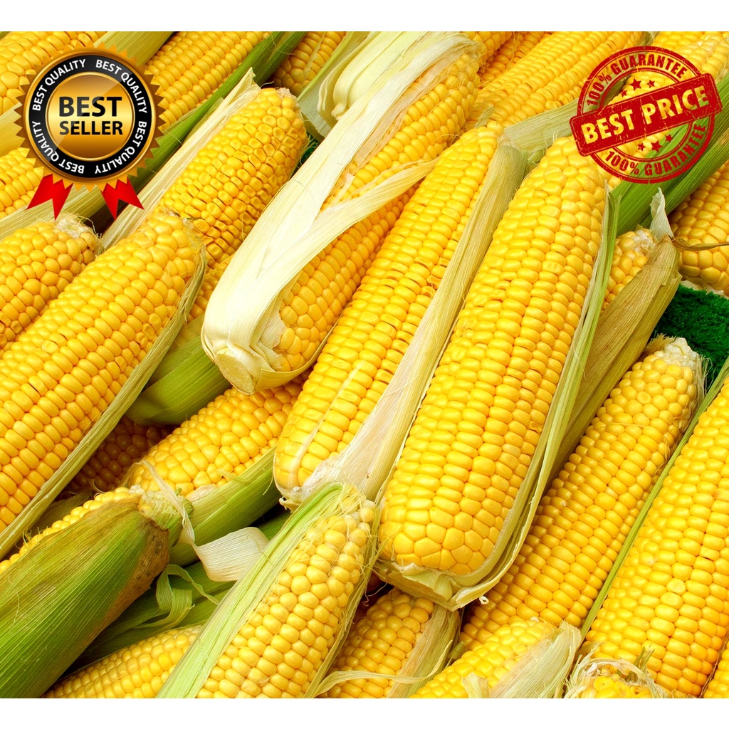 SWEETCORN SEEDS/FOR PLANTING/HIGH YIELDING AND EASY TO PLANT | Shopee ...