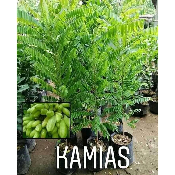 Kamias ( in agri bag ) . | Shopee Philippines