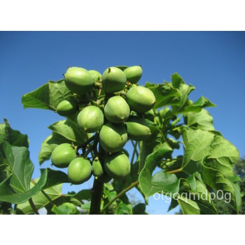 Guaranteed germination rate Physic Nut Barbados Nut Jatropha curcas 10 ...