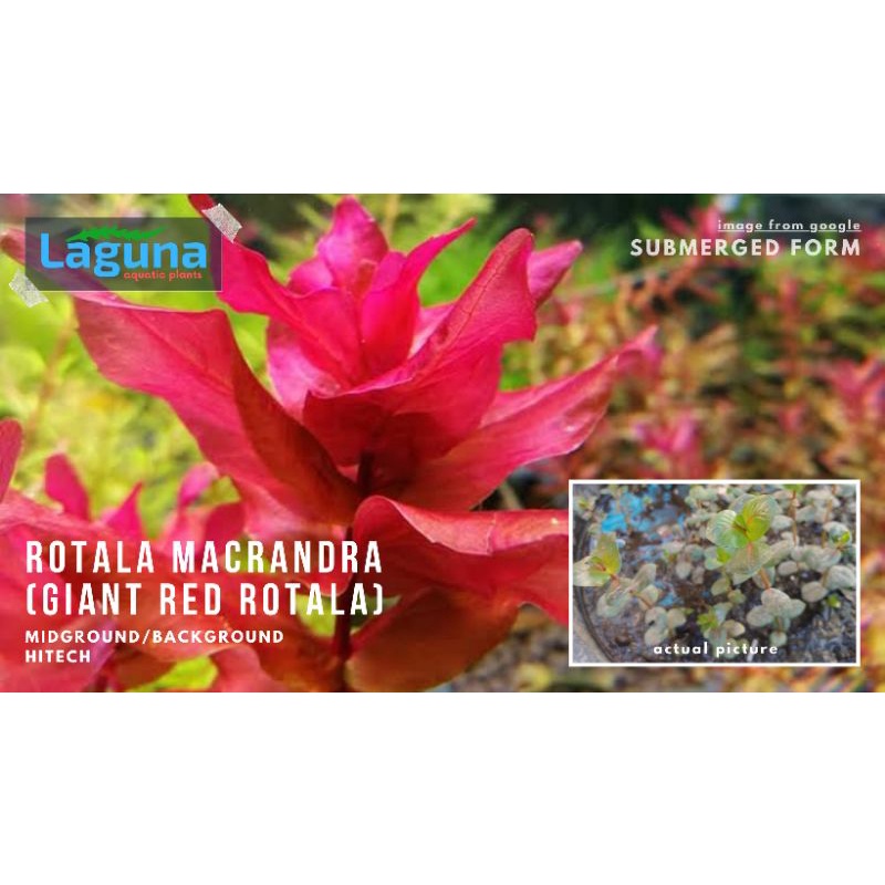 Rotala Macrandra "Variegated" aquatic plants (4pcs+) | Shopee Philippines