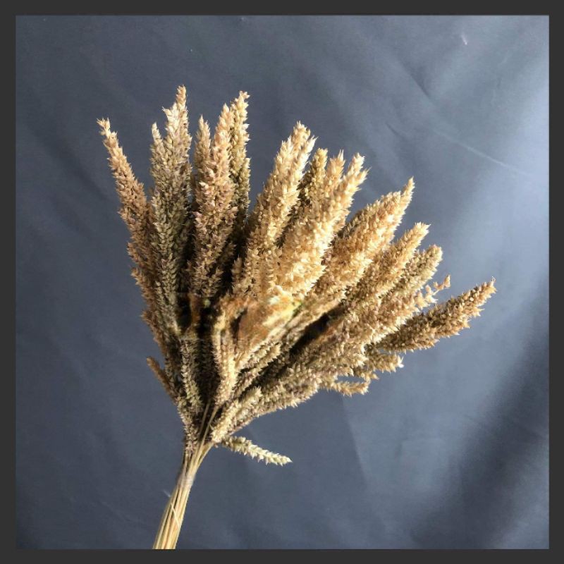 Local Dried Trigo sold per bundle | Shopee Philippines