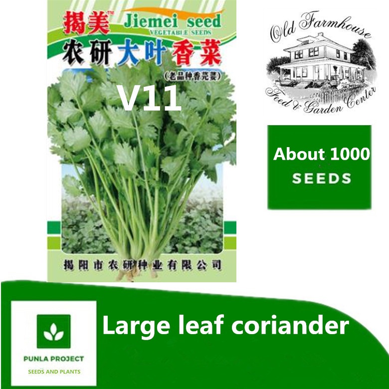 large leaf coriander wansoy seeds- (approx 1000seeds) FVS11 | Shopee ...