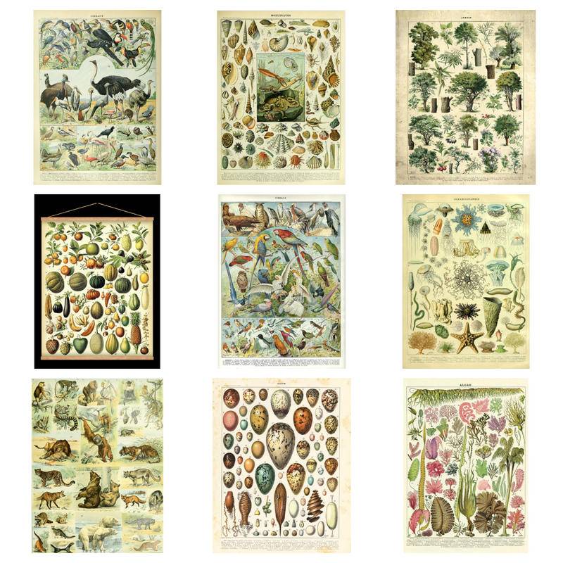 Educational Poster canvas Vintage Botanical animal plants Sea shell ...