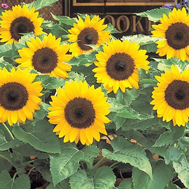 Easy Growing! Sunspot Dwarf Sunflower Seeds I Hybrid F1 | Shopee ...
