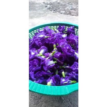 Blue pea Tea and Seeds | Shopee Philippines