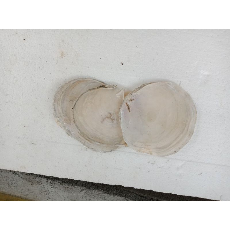 natural capiz shell (windowpane oyster) | Shopee Philippines