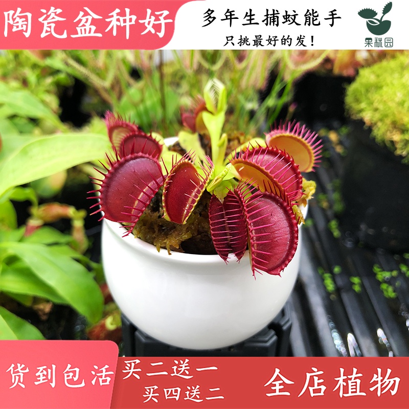 Ceramic flower pots are good for delivery insect-eating plants Venus ...