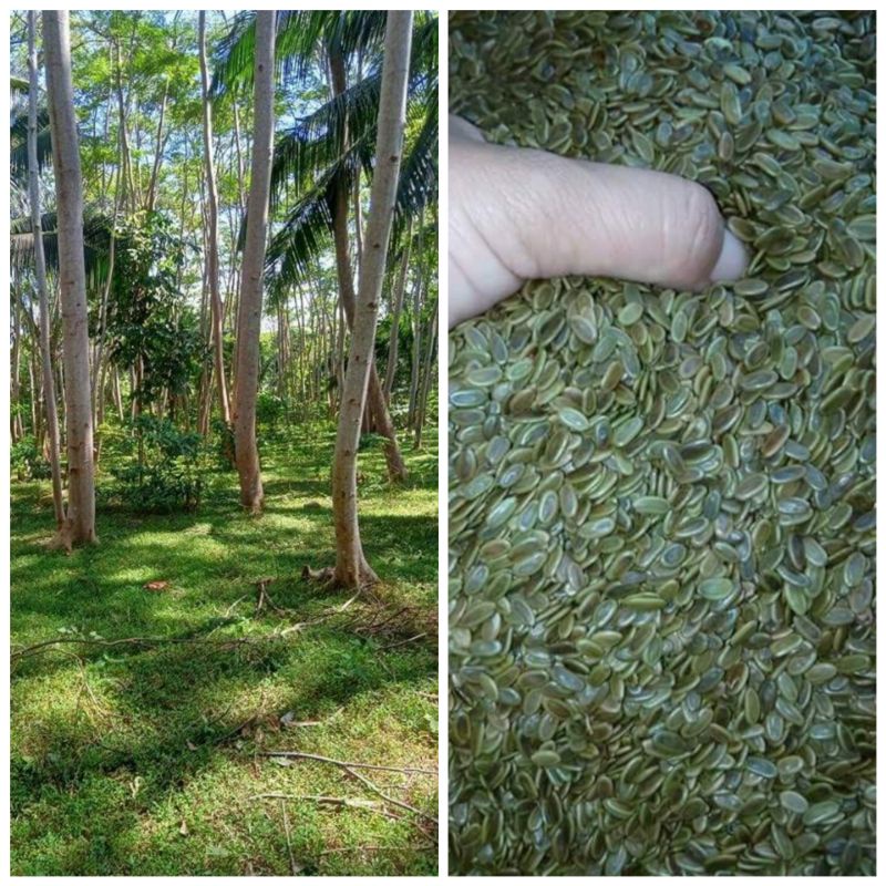 WHITE GIANT FALCATA SEEDS ( 100SEEDS) | Shopee Philippines
