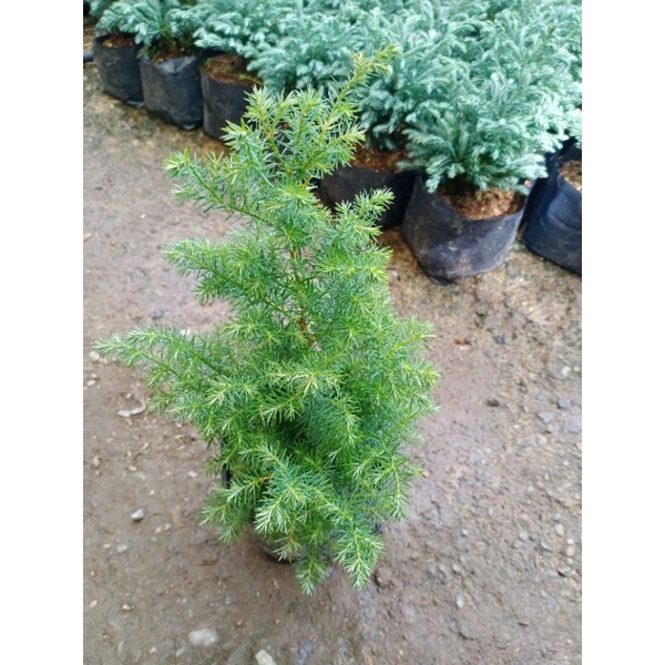 Cypress (silver cypress) (home display/decor) | Shopee Philippines
