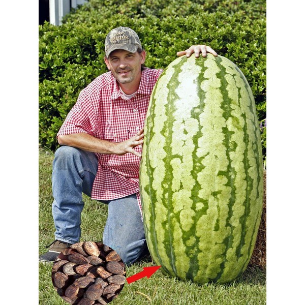 50Pcs/ pack Giant Watermelon Seed sweet Taste Fruit Seeds | Shopee ...