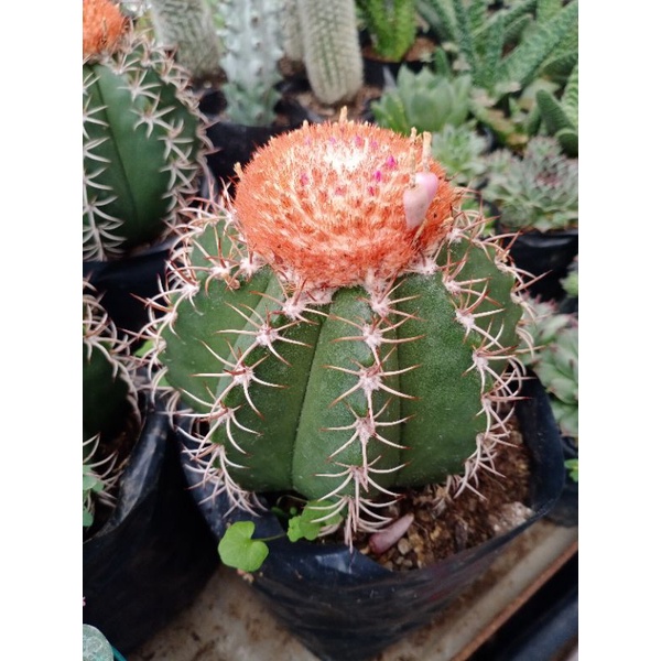 Melo Orange & Pink Cap (Big/Size) With Cephalium "Turks Cap" | Shopee ...