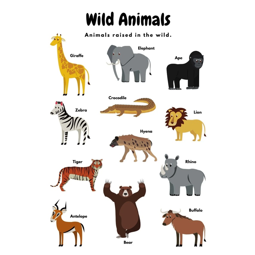 ANIMALS POSTERS, Animals Charts, Laminated Educational chart for kids ...