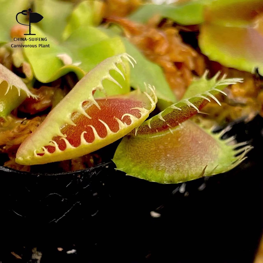 Hornbill Venus flytrap-rare smirk series/genuine seedlings with pot delivery features clips with ...