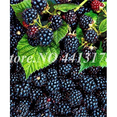 Multi-Color Raspberry Bonsai 200 Pcs Seeds Mix Succulent Raras ...