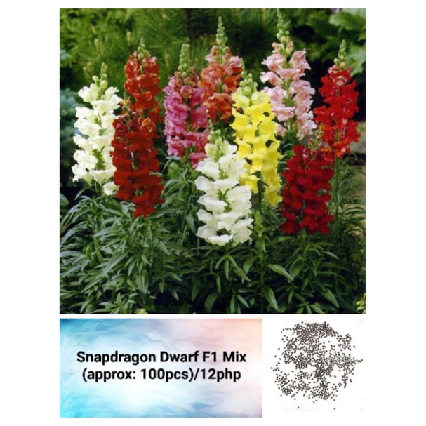 Snapdragon Dwarf F1 Seeds (approx: 100pcs) | Shopee Philippines