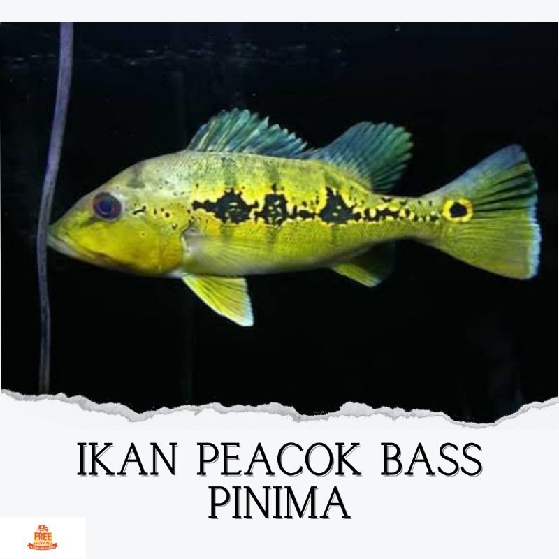 Pinima Bass Peacok Fish (Cichla Pinima) | Shopee Philippines