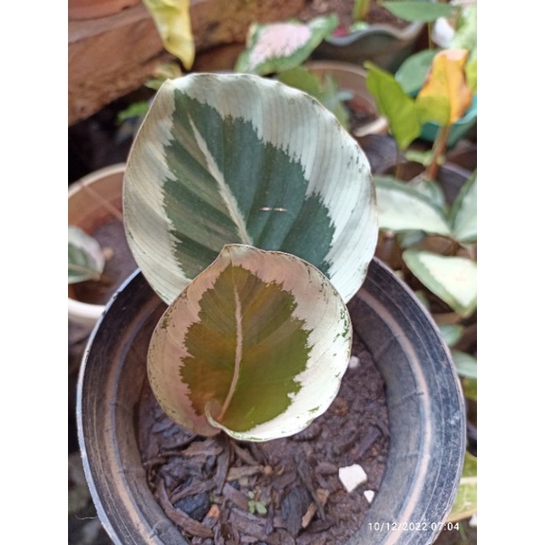 Home Decor Calathea Cynthia (Actual Photo) | Shopee Philippines