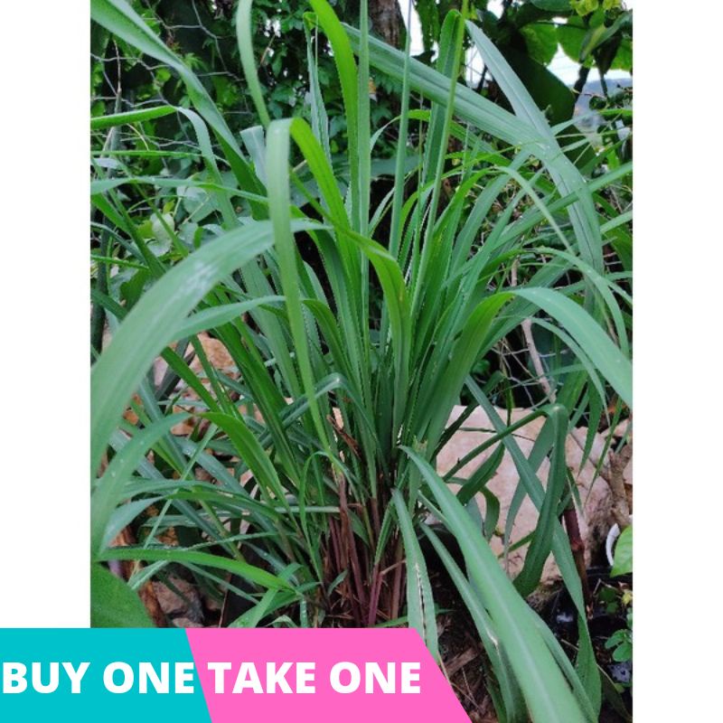 Tanglad / Lemon Grass Per 1 Stalk Herbal Outdoor Plant | Shopee Philippines