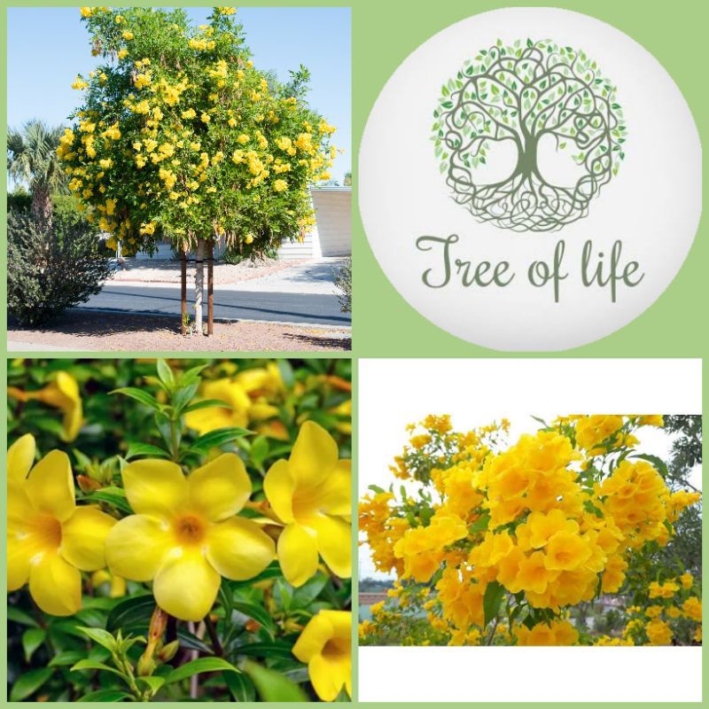 London Bell Seeds (12 Seeds) | Shopee Philippines