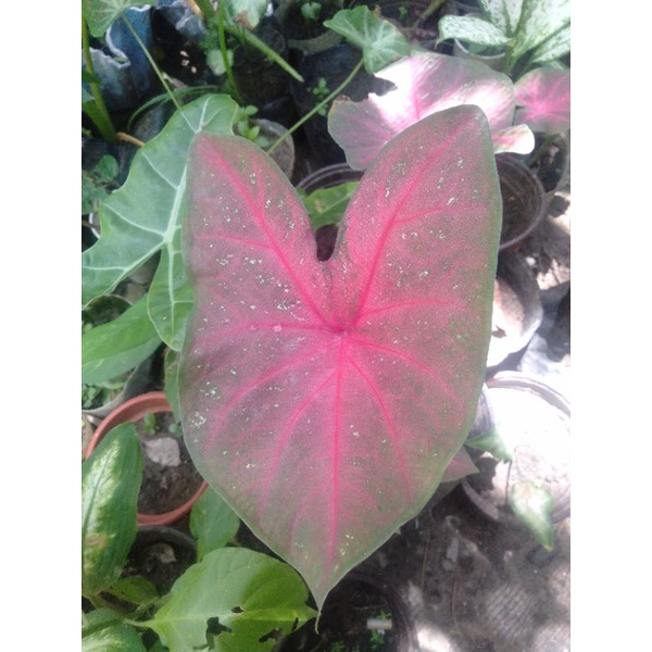 CALADIUM BURNING HEART (Small -Medium-big) | Shopee Philippines