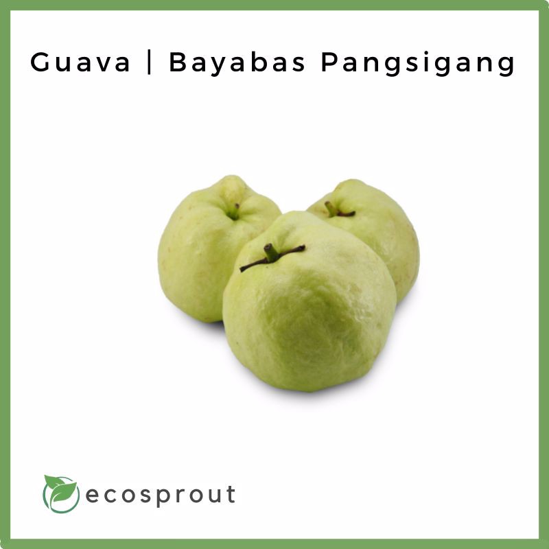 Fresh Guava | Bayabas Pangsigang | From 250g | Fresh Vegetables | Fresh ...