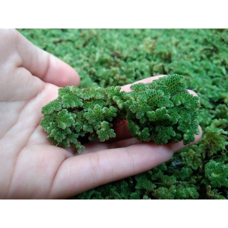 Azolla MICROPHILLA Fish And Poultry Feeder | Shopee Philippines